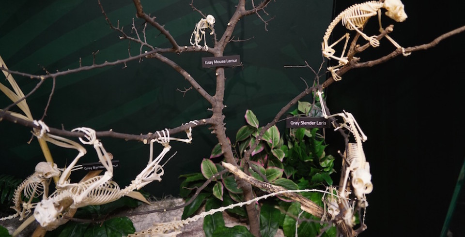 Skeletons museum now open at I-Drive 360