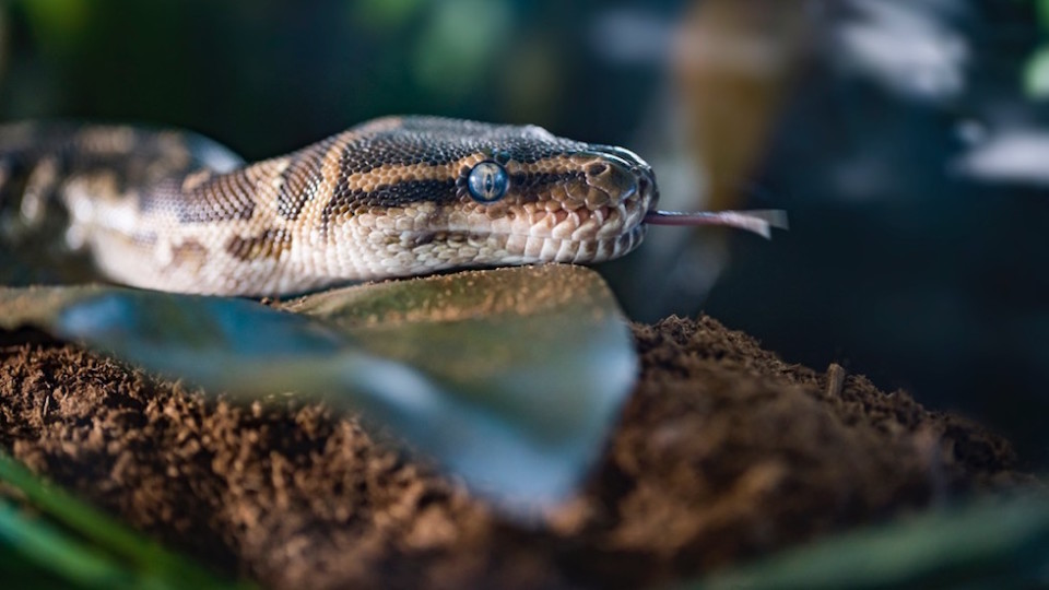 Cobra's Curse snake icon installed at Busch Gardens Tampa