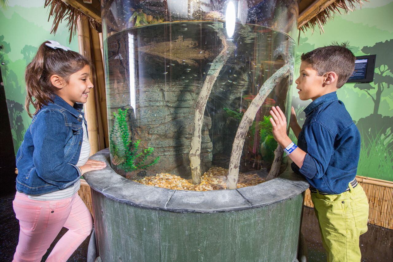 Turtle Fest exhibit now open at Sea Life Orlando aquarium - Attractions ...