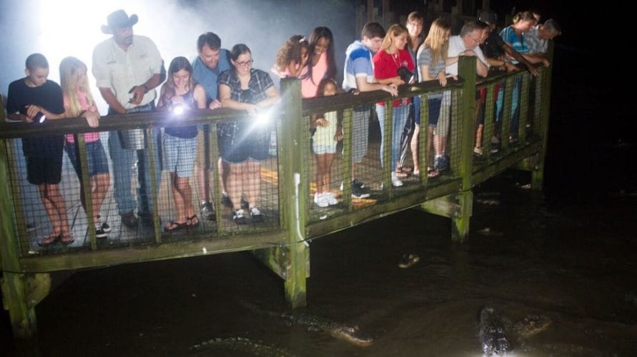 See Gatorland come alive with new Gator Night Shine experience