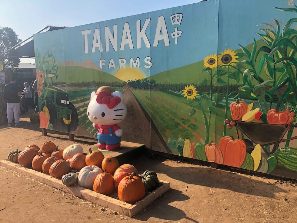 Hello Kitty pumpkin patch pops up once again in Irvine, California