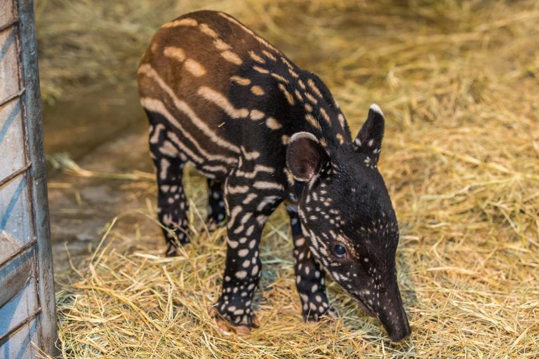 Endangered Malayan tapir born at ZooTampa - Attractions Magazine