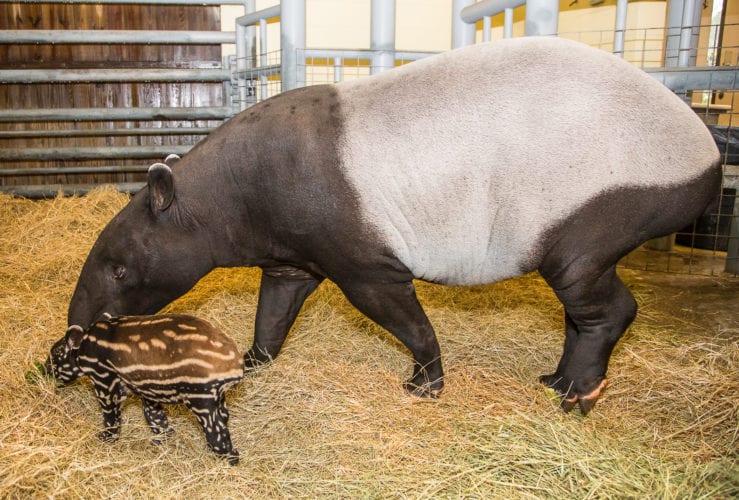 Endangered Malayan tapir born at ZooTampa - Attractions Magazine
