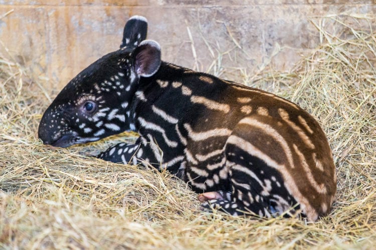 Endangered Malayan tapir born at ZooTampa - Attractions Magazine