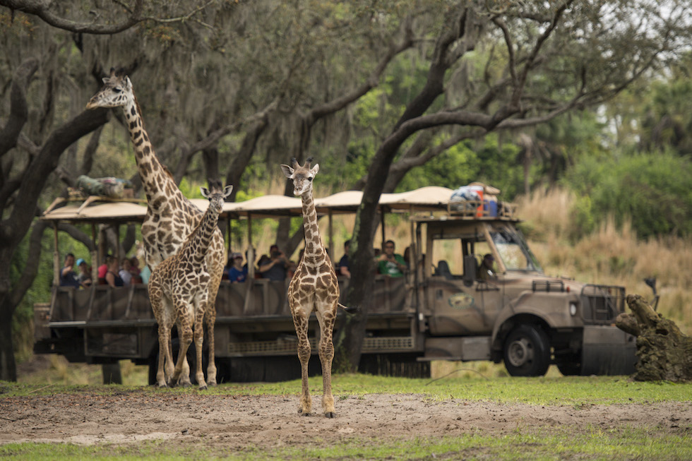 Celebrate Jabari's arrival with special offerings at Disney’s Animal ...