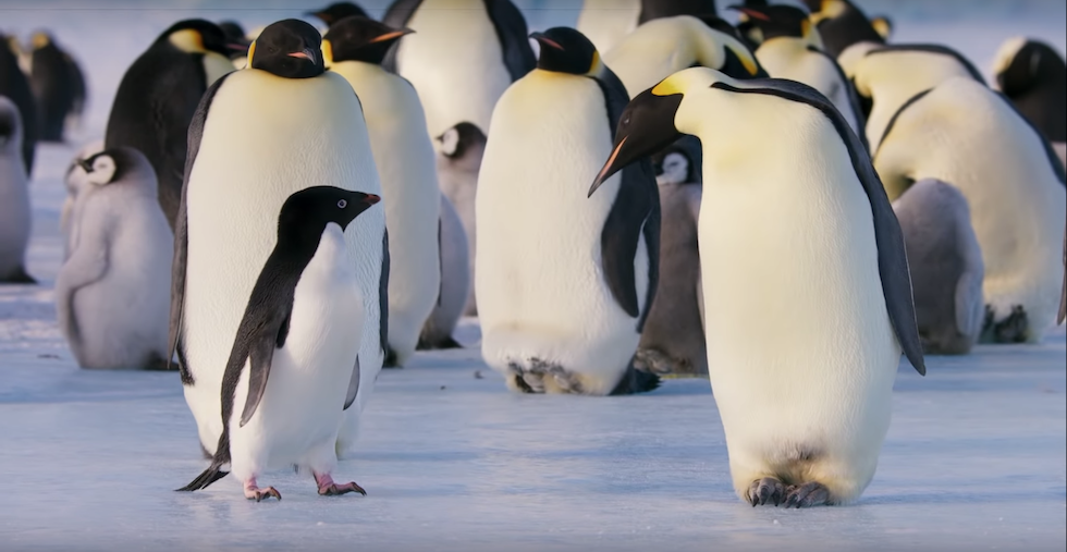 MOVIE REVIEW: Disneynature’s 'Penguins' offers light-hearted ...