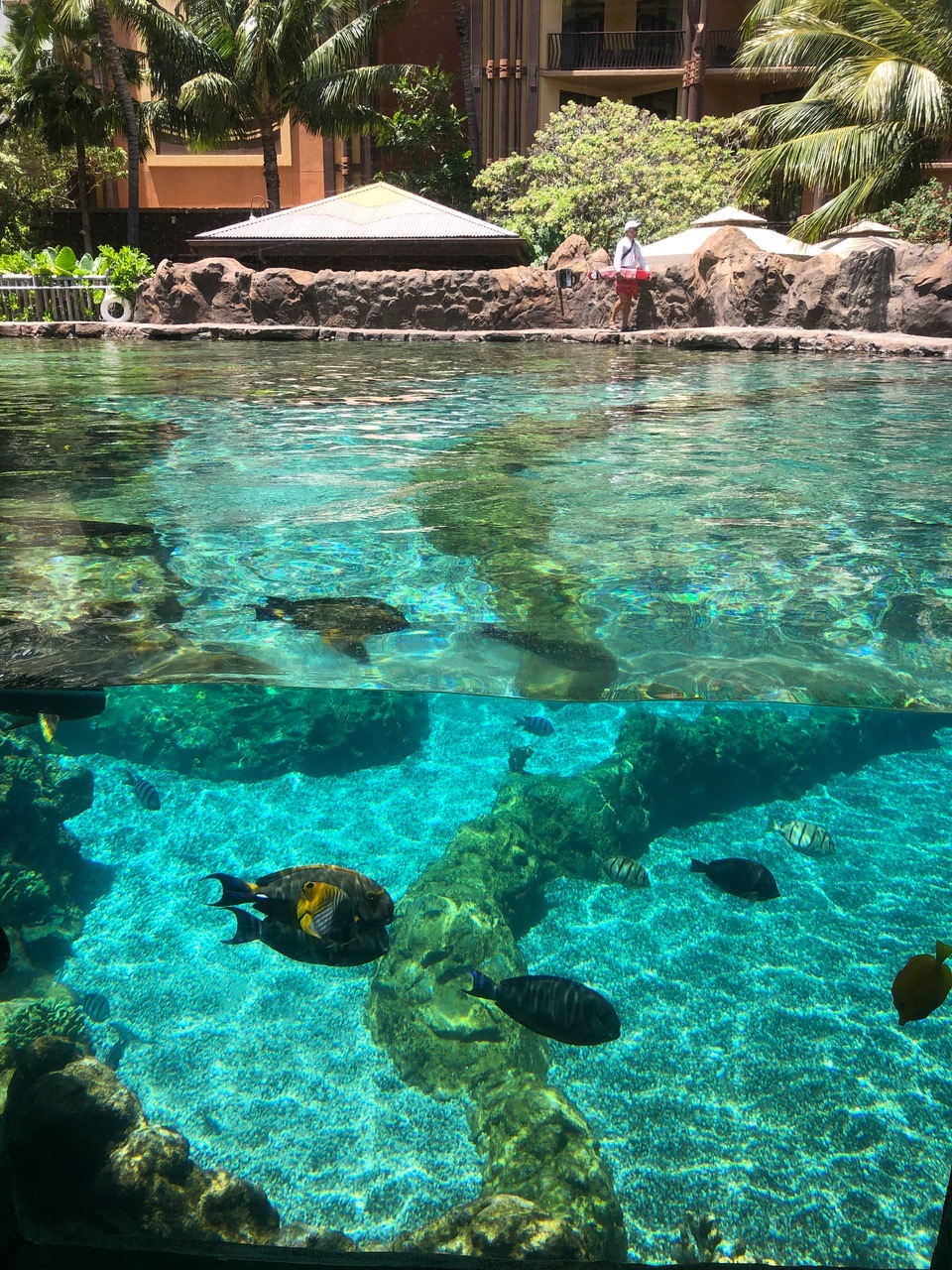 New Up Close Encounters at Rainbow Reef debut at Aulani Resort