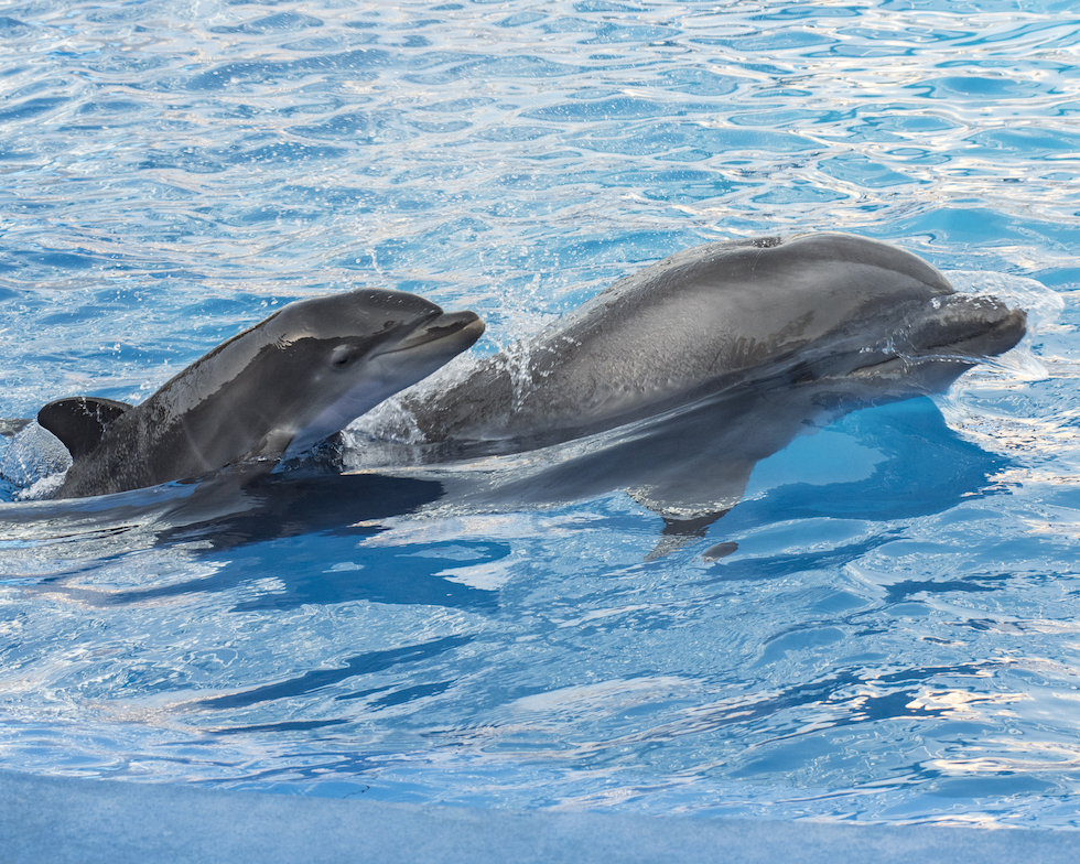 Inside Look returns to SeaWorld San Diego with focus on baby animals