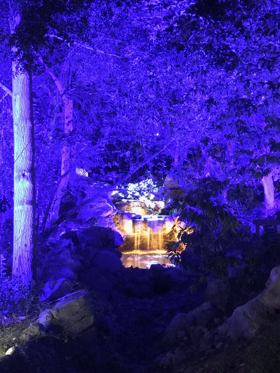 A can't-miss evening at 'Enchanted Forest of Light'