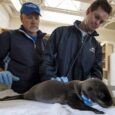 SeaWorld to celebrate 36,000th animal rescue with Rescue Weekend