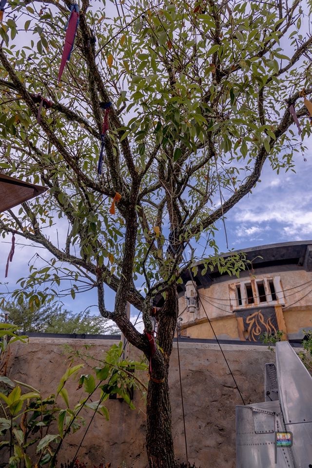 Star Wars: Galaxy's Edge 'Wishing Tree' loses ribbons at Walt Disney World