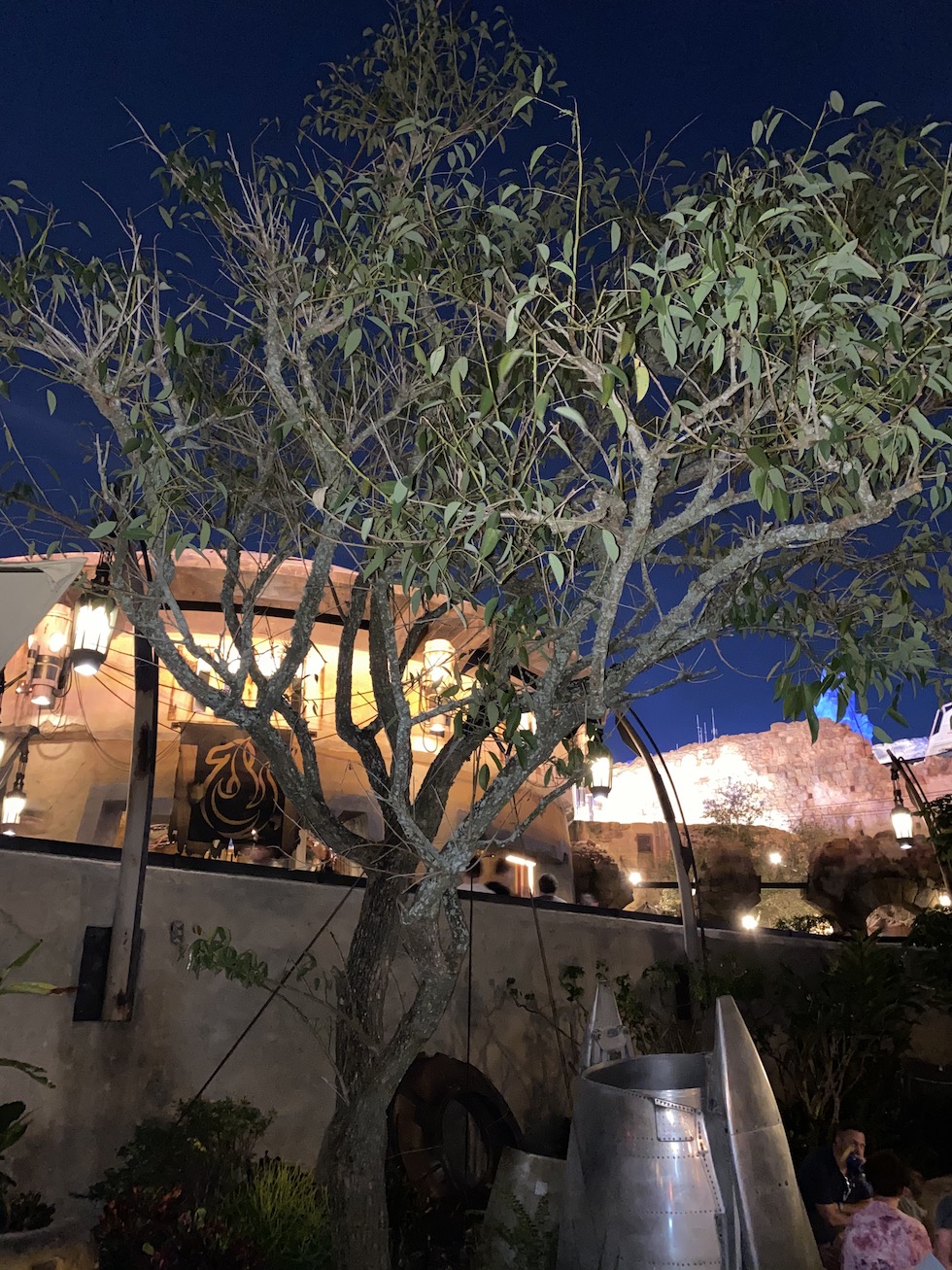 Star Wars: Galaxy's Edge 'Wishing Tree' loses ribbons at Walt Disney World