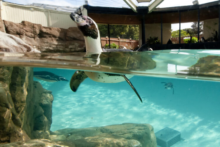 Inside Look returns to SeaWorld San Diego for February 2020