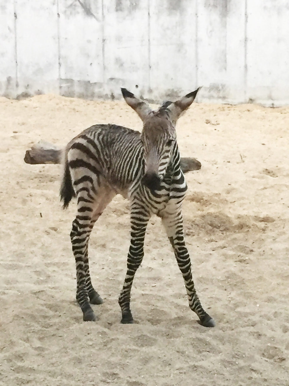 Baby zebra foal born at Disney's Animal Kingdom
