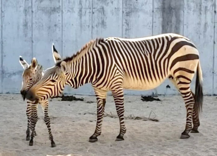 Baby zebra foal born at Disney's Animal Kingdom