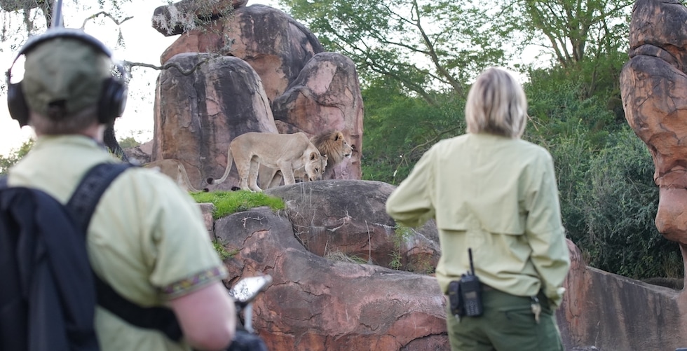 Review: 'Magic of Disney’s Animal Kingdom' will enhance your park visit