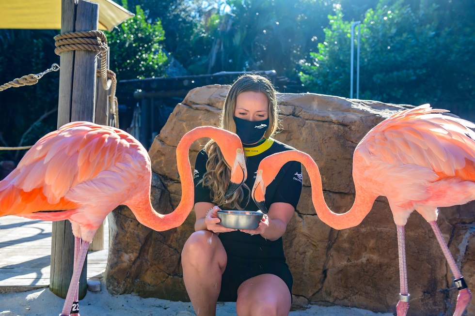 'Flamingo Mingle' animal experience comes to Discovery Cove