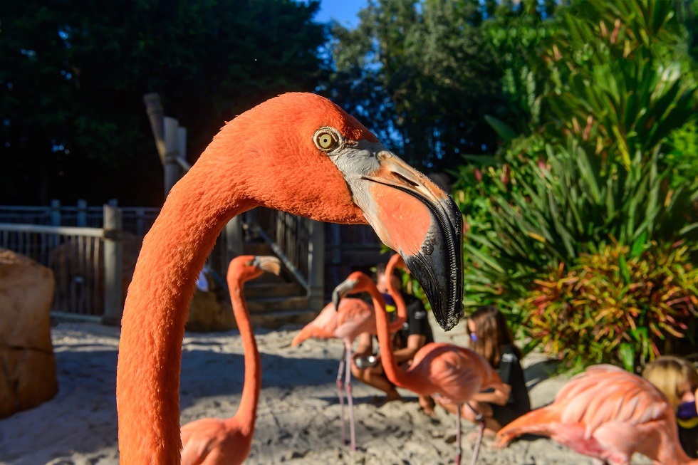 'Flamingo Mingle' animal experience comes to Discovery Cove