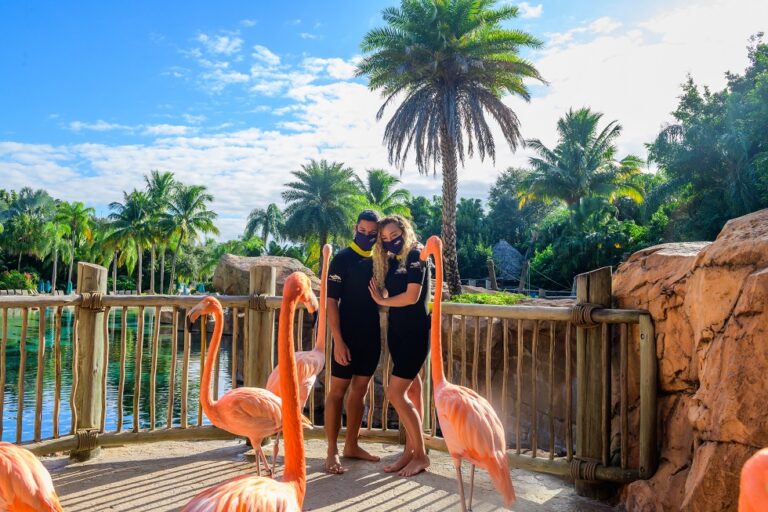 'Flamingo Mingle' animal experience comes to Discovery Cove