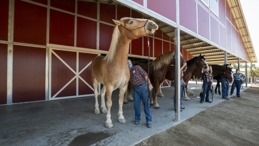 Meet the new Disneyland horses at Circle D Ranch
