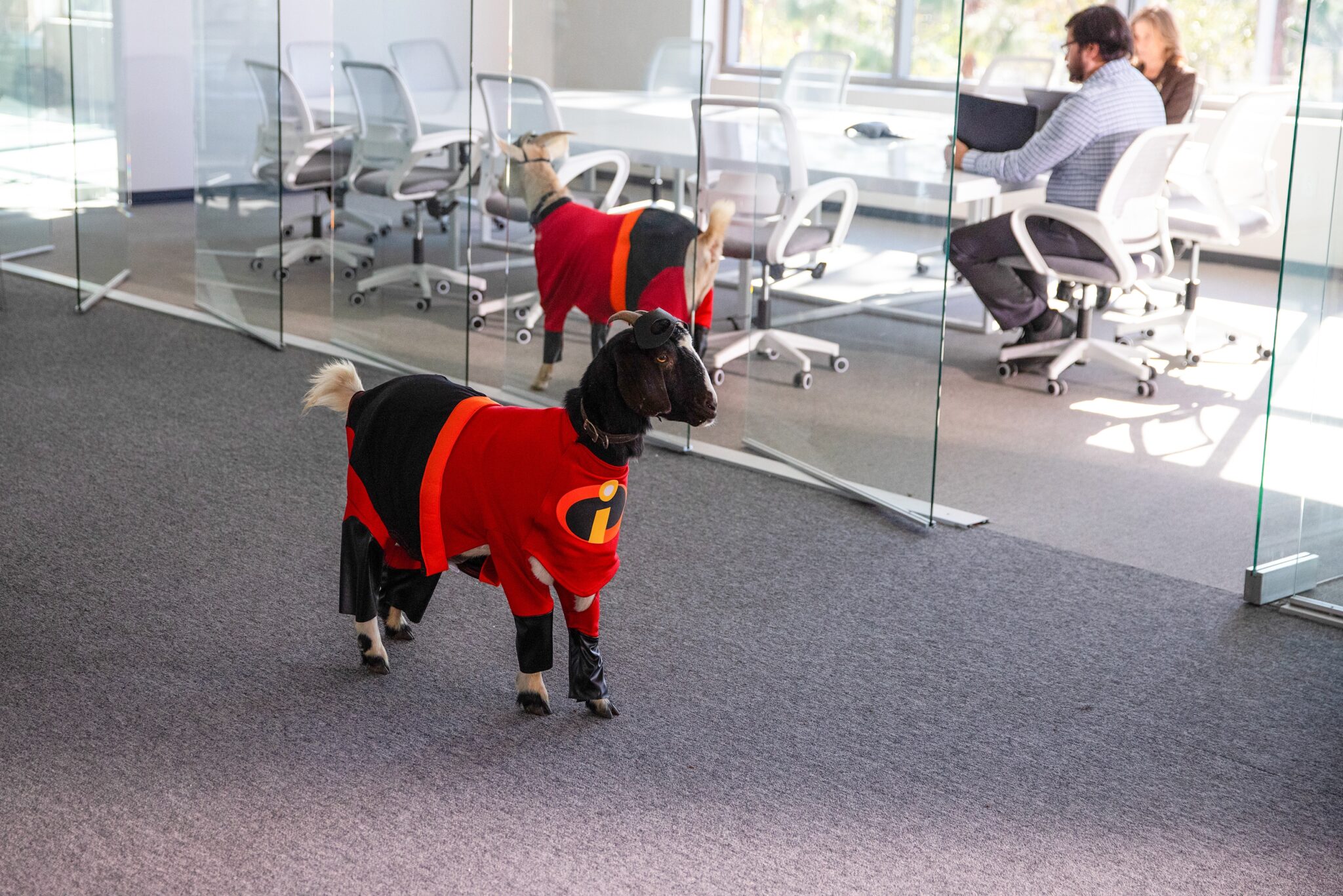 New photos of your favorite Disney+ GOATs