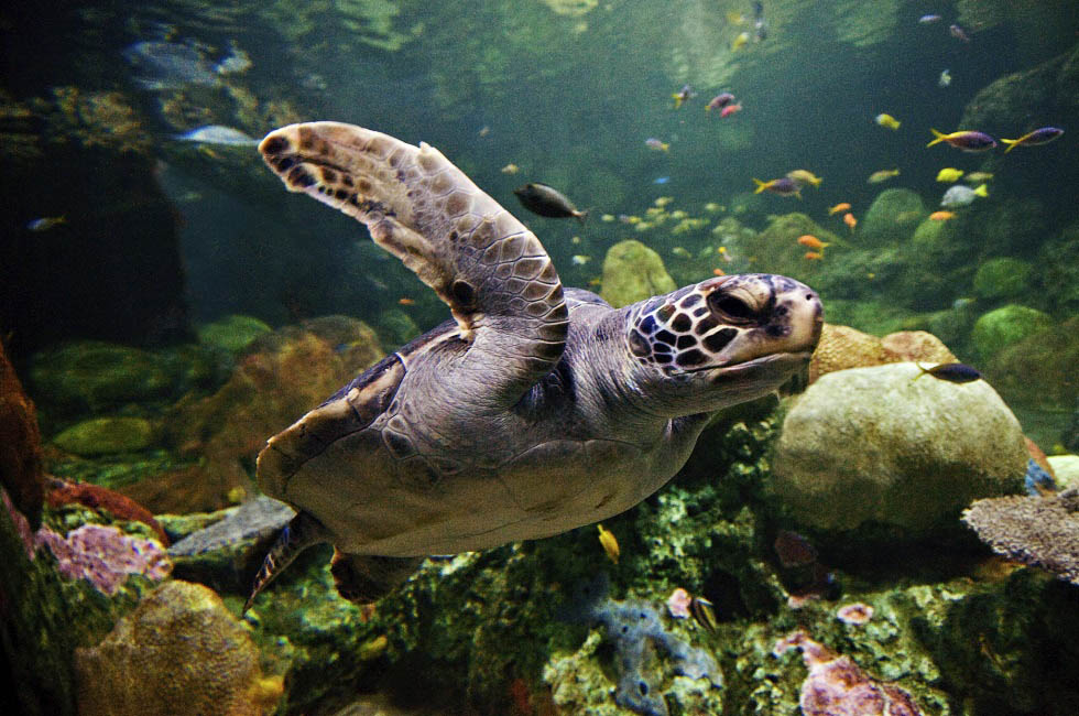 Turtle Reef habitat reopens at SeaWorld San Diego