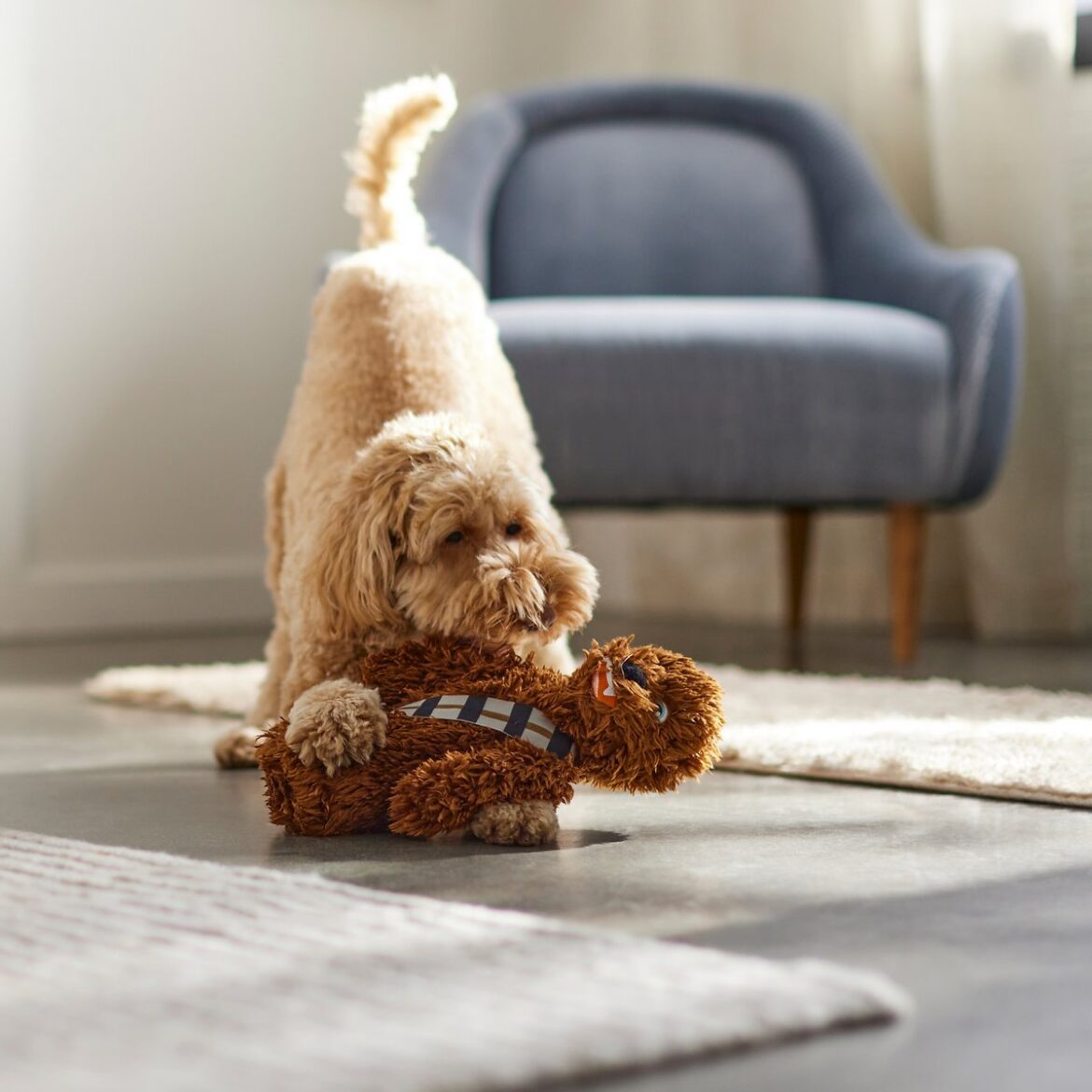 Chewy is looking for Chewbacca (aka Chewie) pet lookalikes