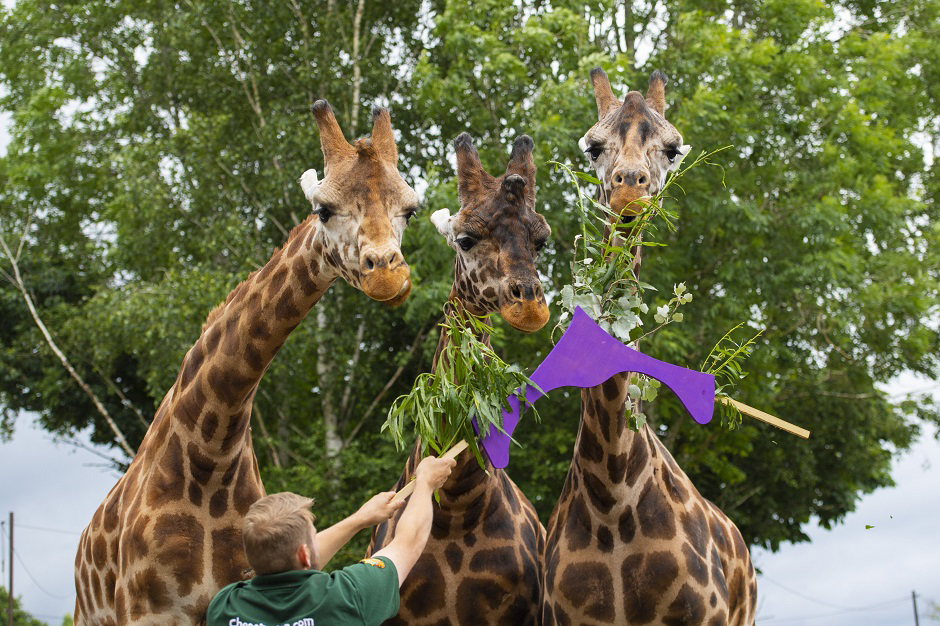 Chessington World of Adventures Resort channels its wild side