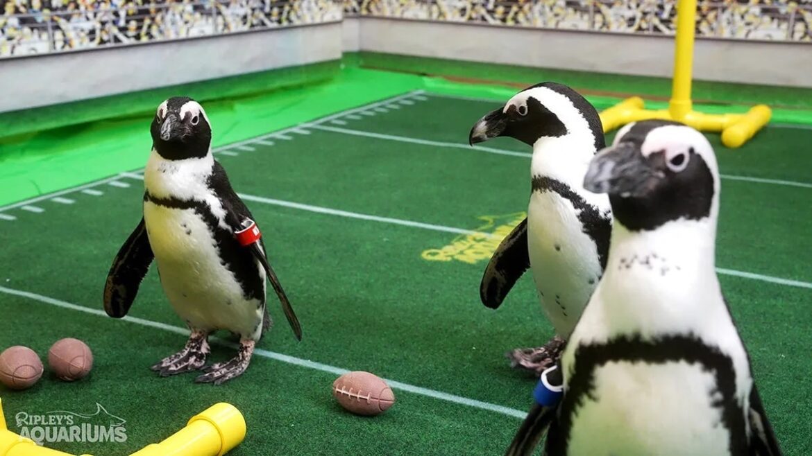 Ripley’s Aquarium penguins have predicted the Super Bowl winner