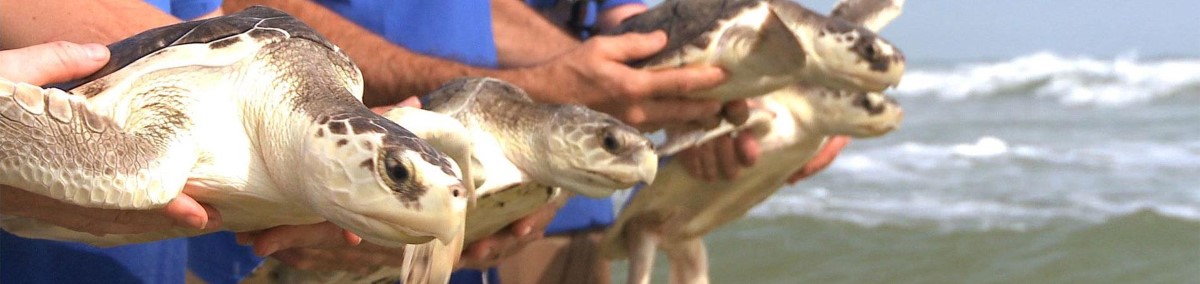 SeaWorld Conservation Fund celebrates 20 years with 22 grants