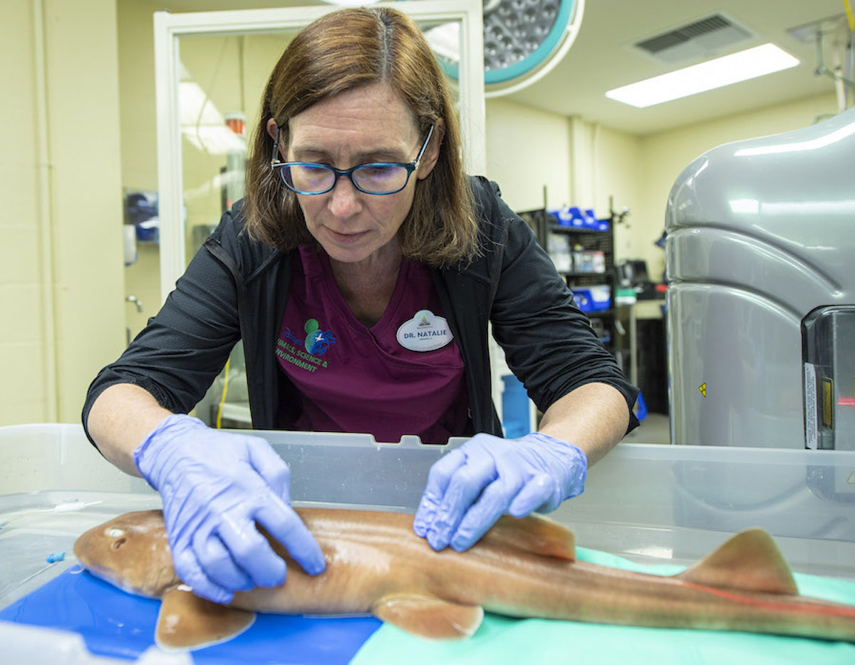 Disney’s female veterinarians take the lead