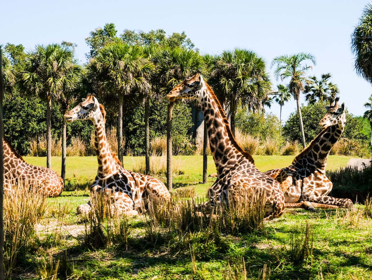Real, Ancient, & Imagined: 1998's Animal Kingdom Dedication