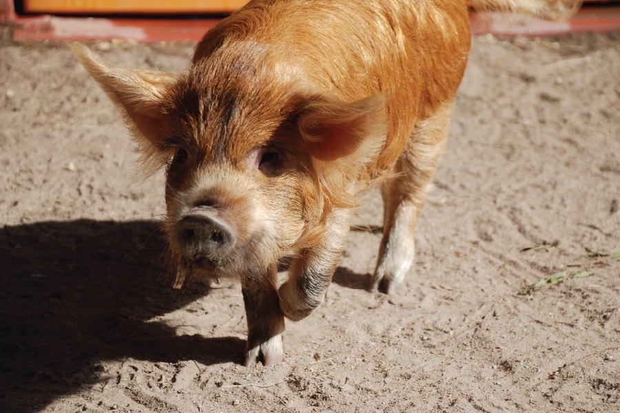 Meet some of the ‘secret’ animals at Disney's Animal Kingdom