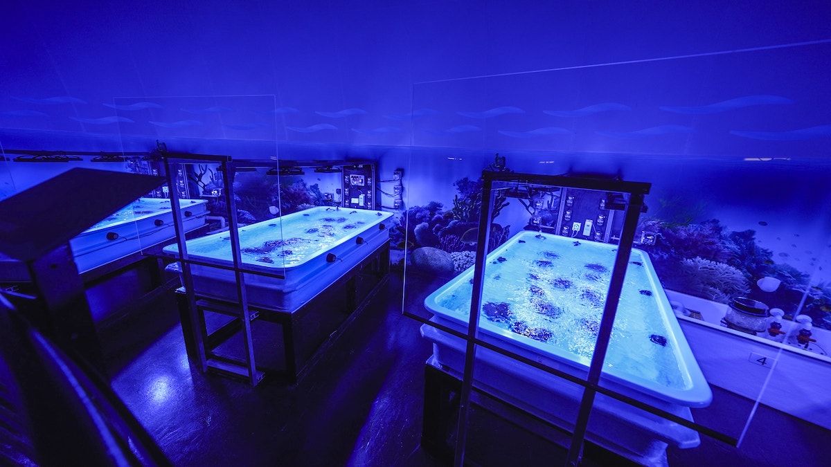 SeaWorld Orlando opens state-of-the-art Coral Rescue Center
