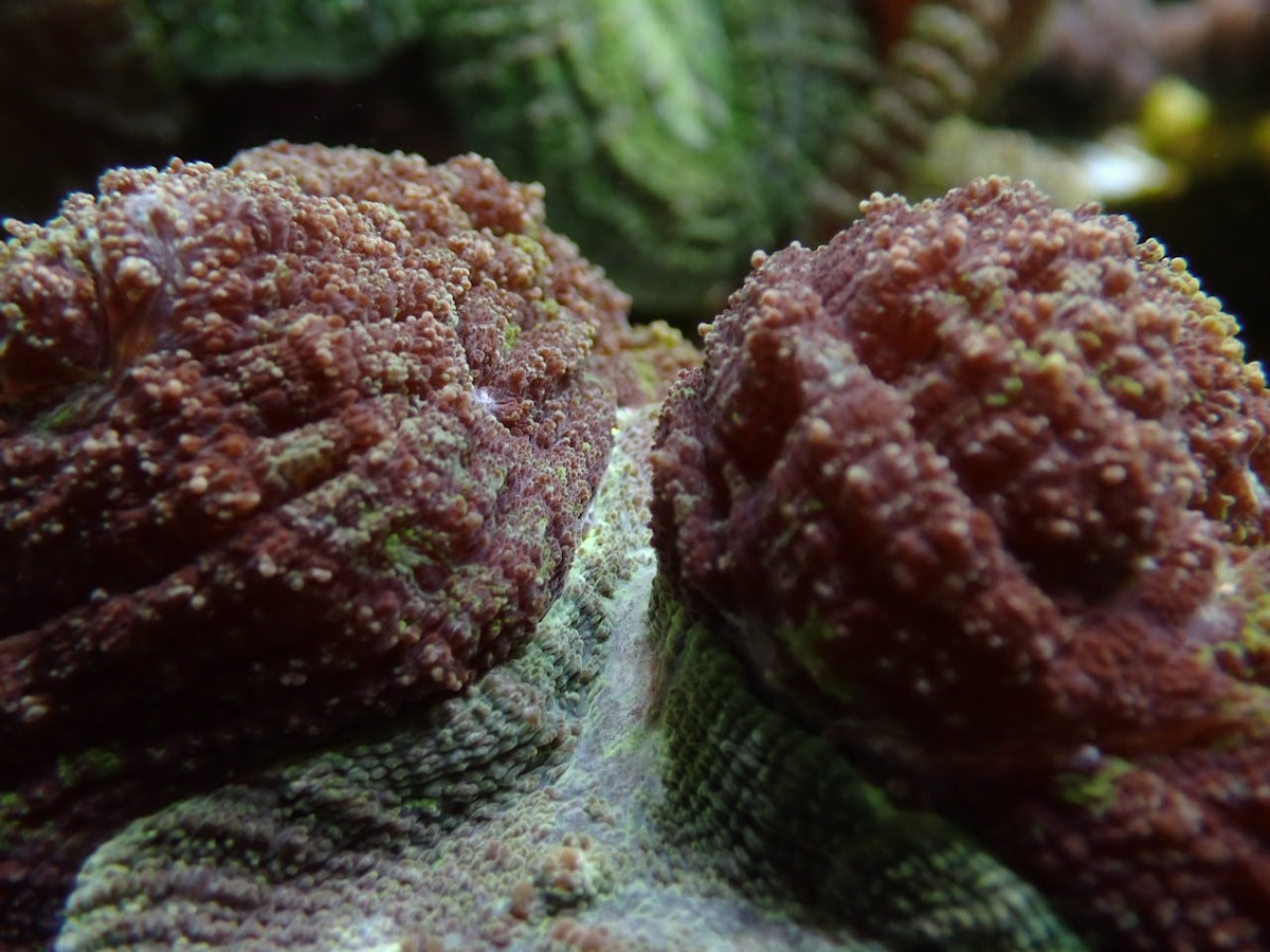 SeaWorld Orlando opens state-of-the-art Coral Rescue Center