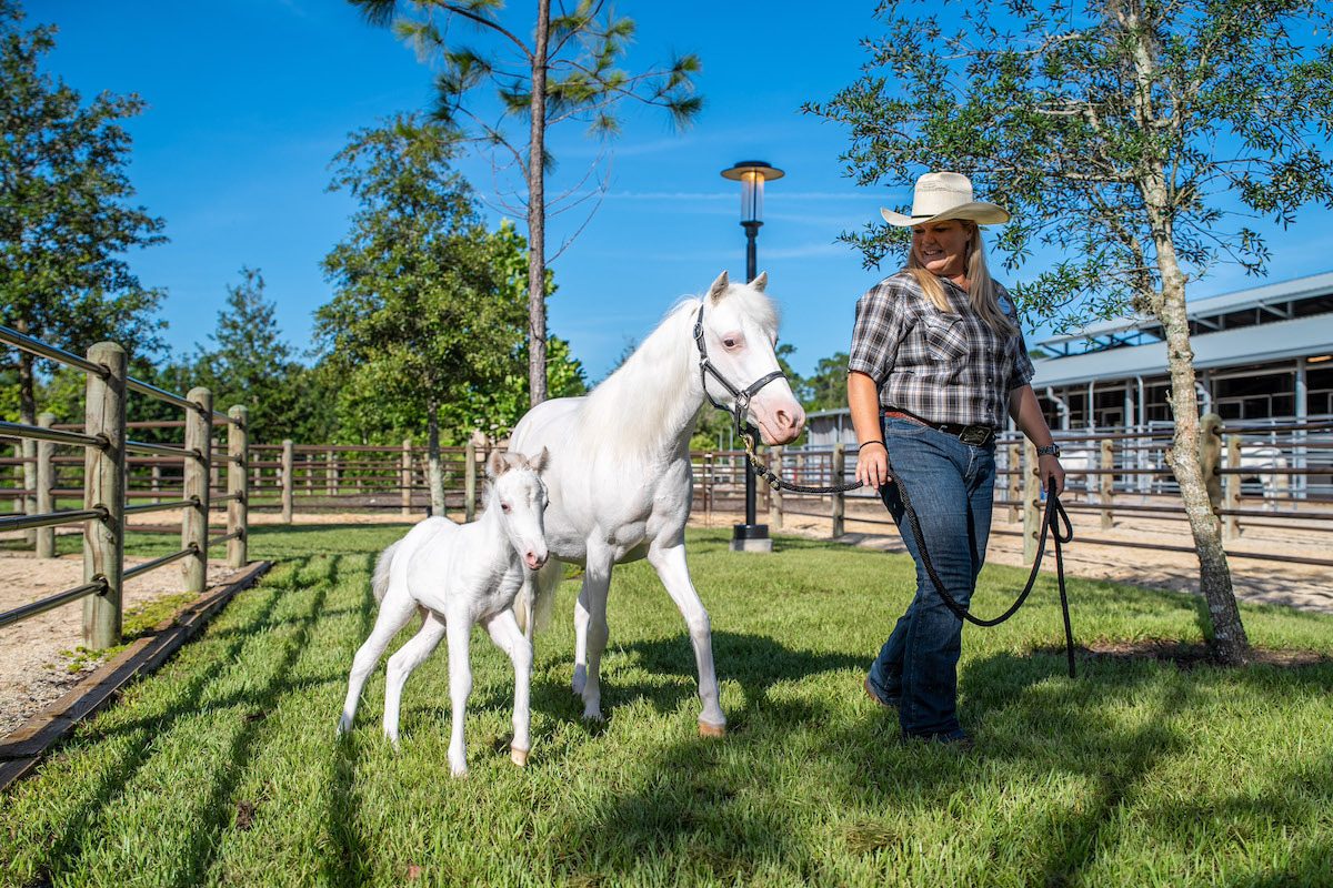 Cinderella’s herd grows with Pixie, a newborn pony at Disney World