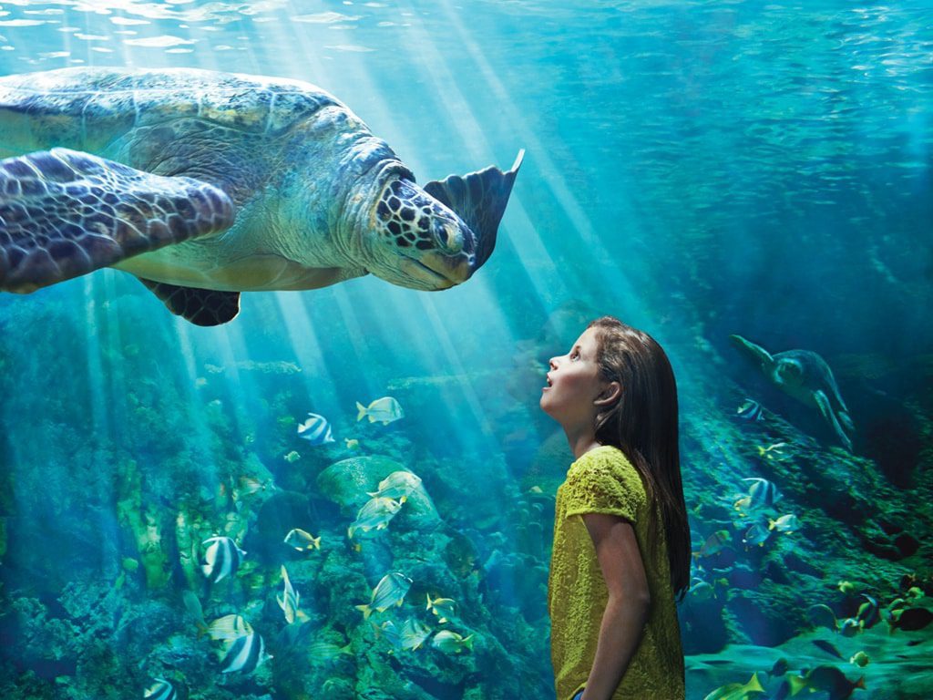 SeaWorld San Antonio installs new solar parking lot canopy