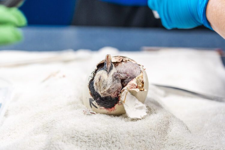 Introducing Pearl, SeaWorld San Diego's new baby penguin