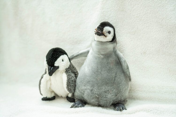 Introducing Pearl, SeaWorld San Diego's new baby penguin