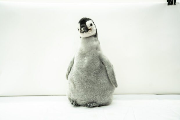 Introducing Pearl, SeaWorld San Diego's new baby penguin
