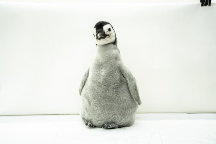 Introducing Pearl, SeaWorld San Diego's new baby penguin