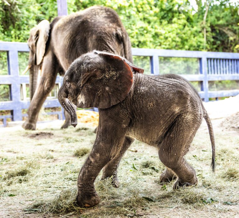 Baby elephant Corra is new resident of Disney's Animal Kingdom