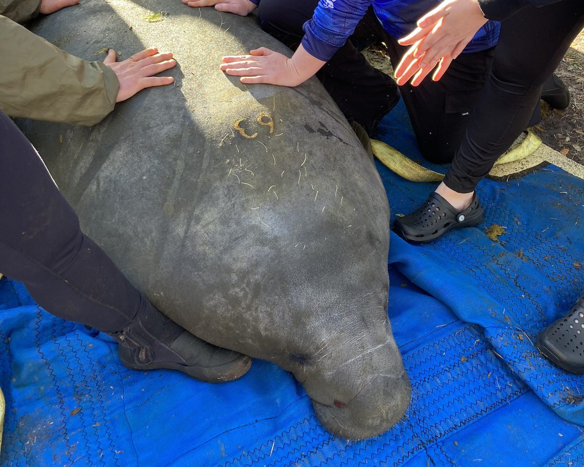 Five manatees return to Florida waters after rehabilitation