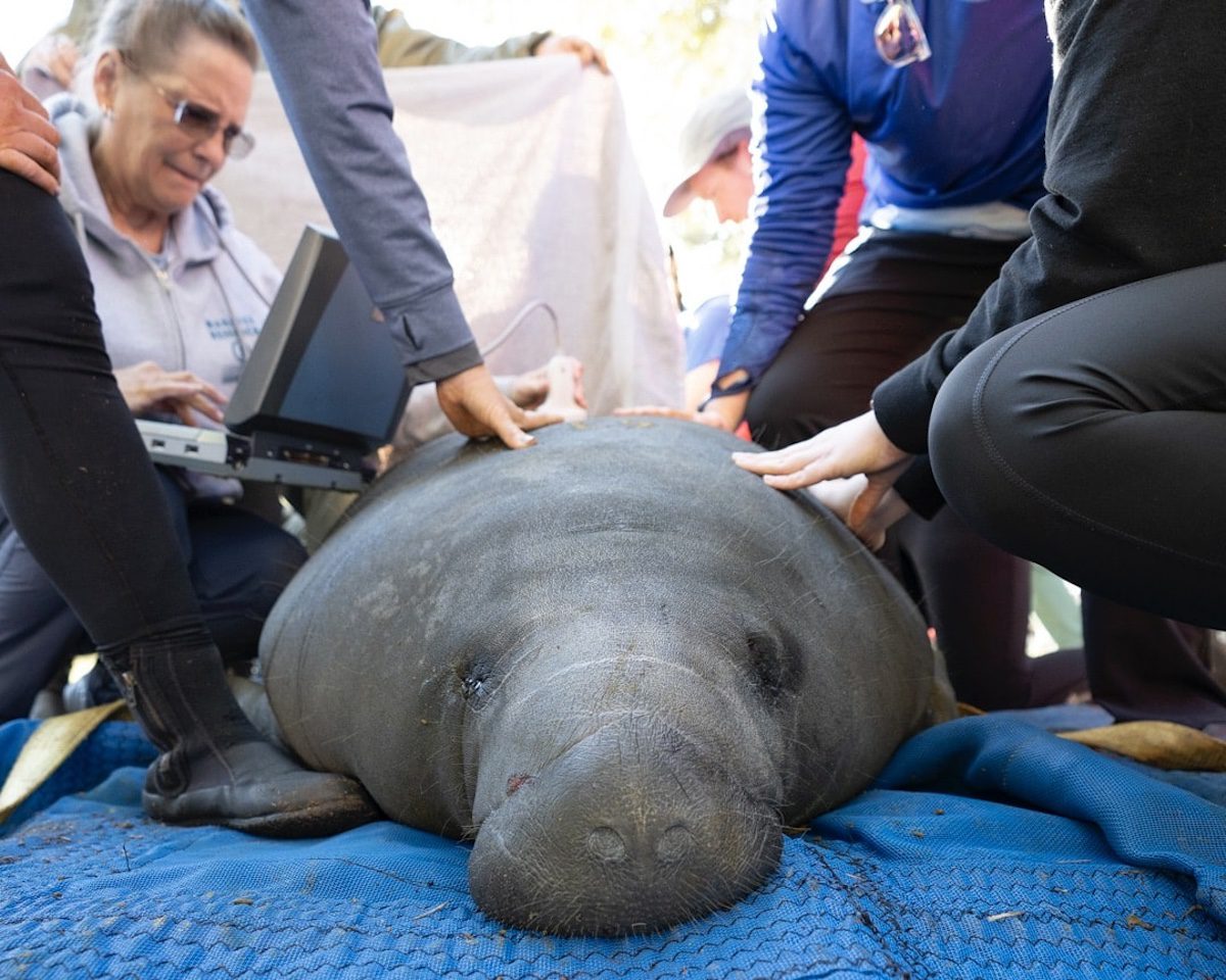 Five manatees return to Florida waters after rehabilitation