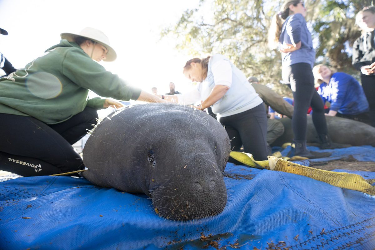 Five manatees return to Florida waters after rehabilitation