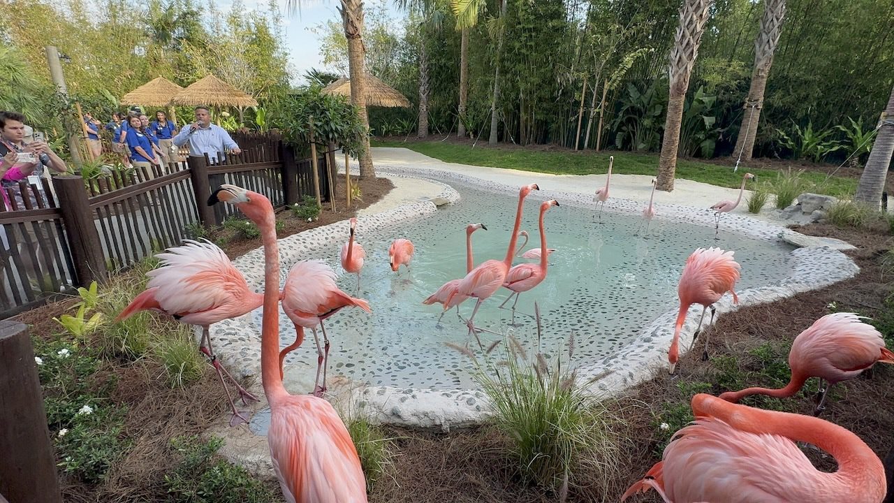 Discovery Cove adds new place to meet and mingle with flamingos