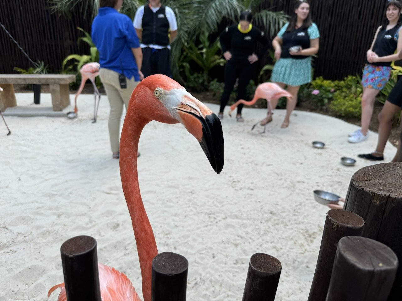 Discovery Cove adds new place to meet and mingle with flamingos