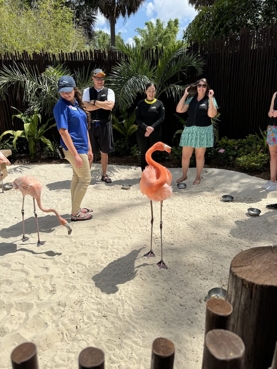 Discovery Cove adds new place to meet and mingle with flamingos