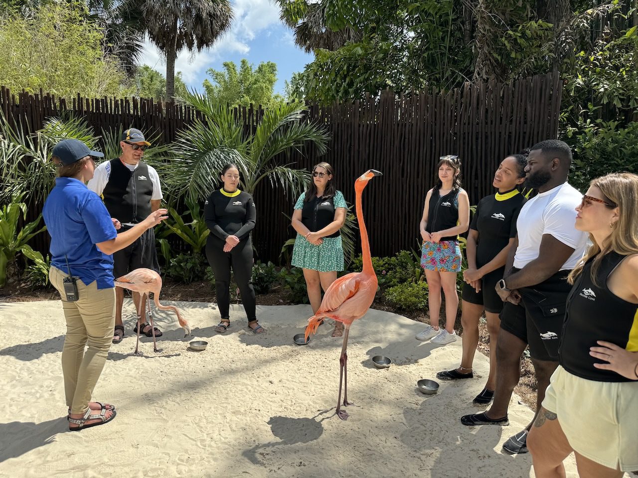 Discovery Cove adds new place to meet and mingle with flamingos