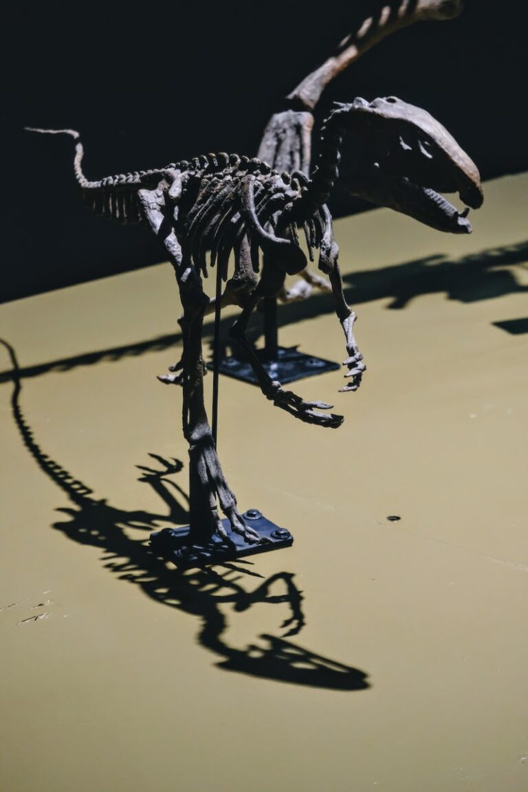 Dinosaur fossils in Charlotte for Discovery Place Science exhibit